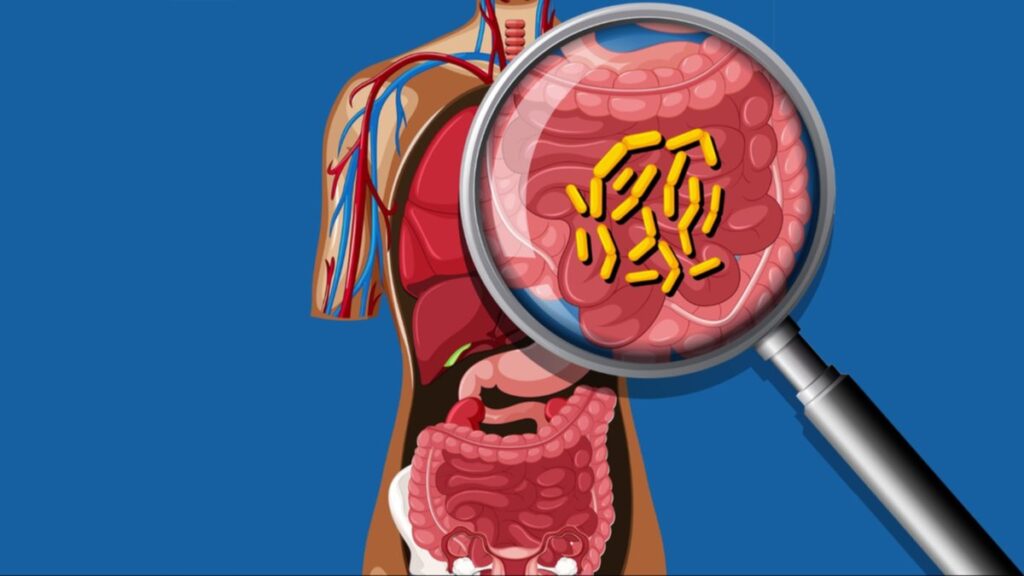Te contamos qué es la microbiota y qué función cumple en nuestro organismo