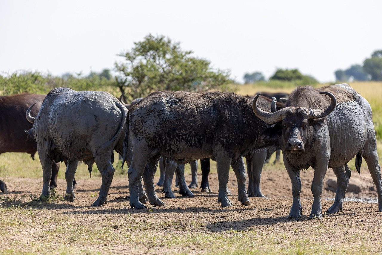 Armando.info: Samark López construyó un Xanadú que fue su Waterloo